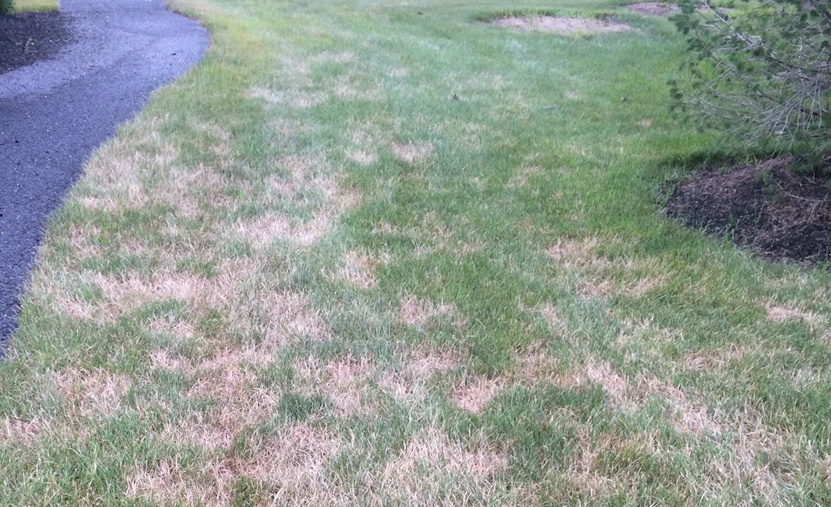 Lawn Troubleshooting: Common Issues and How to Fix Them - Urban Splatter