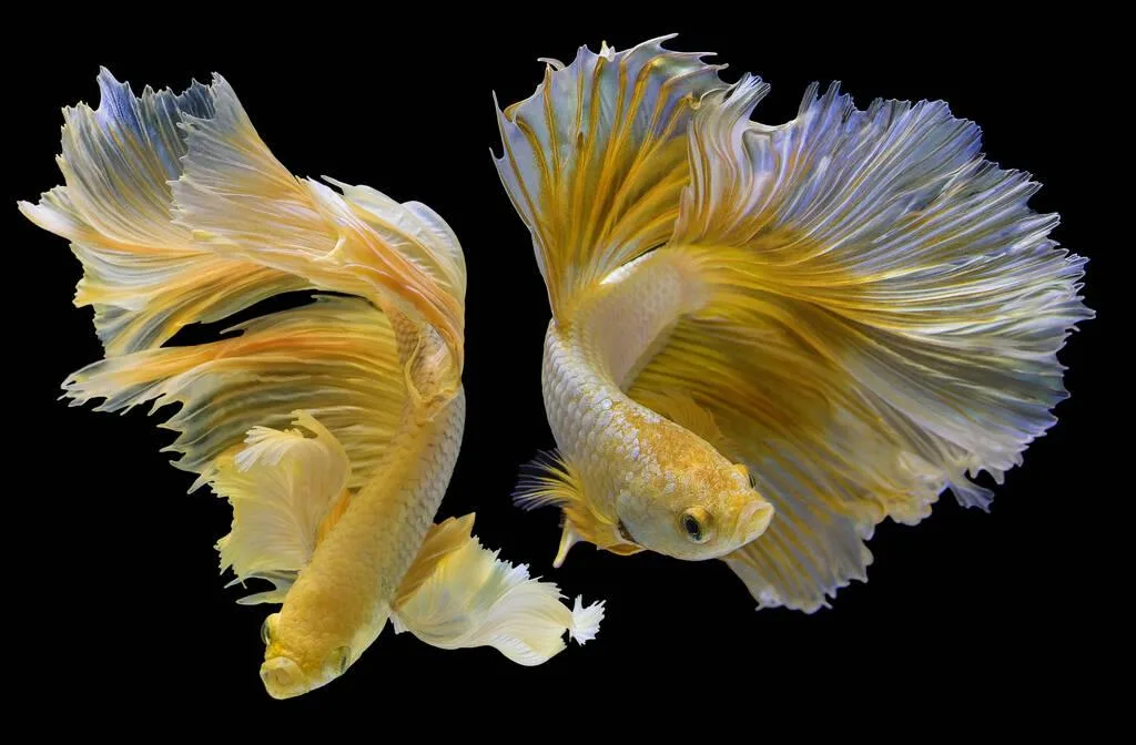 Understanding the Lifespan of Betta Fish: Comprehensive Guide to Their ...