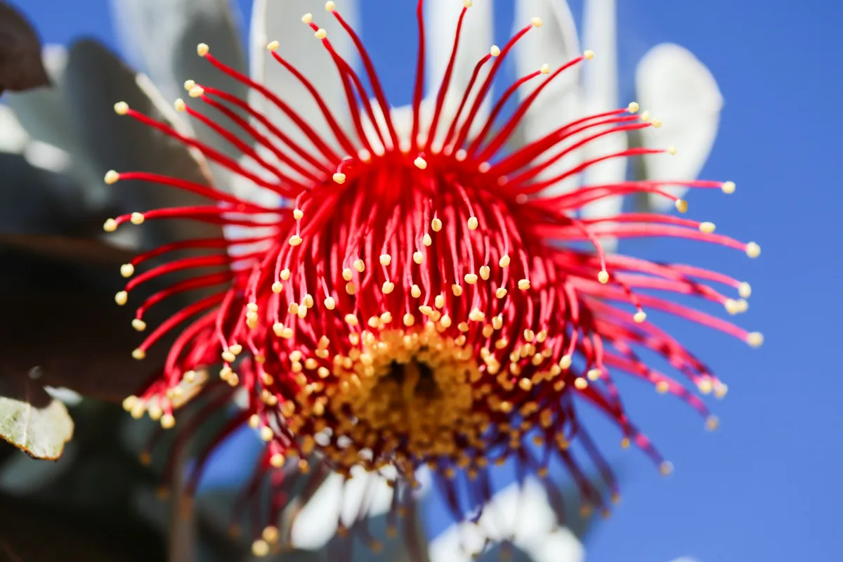 Beyond the Vase: Creative Uses for Australian Native Flowers - Urban ...