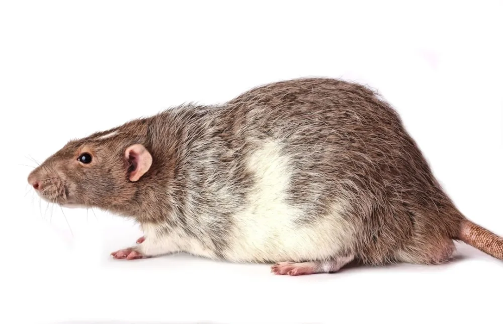 Most Rat-Infested Cities in the World: Top 10 Revealed - Urban Splatter