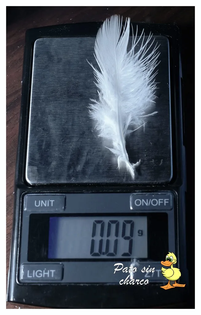 Peso Pluma Net Worth: Inside His $20 Million Empire - Urban Splatter