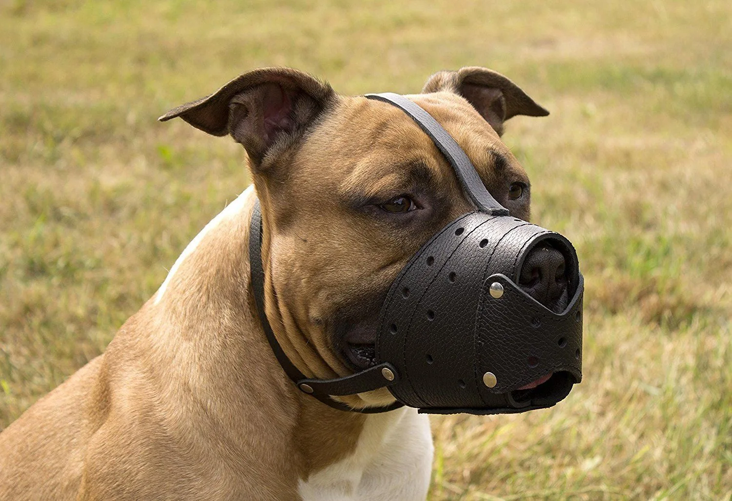 Top Reasons Why Your Dog Might Need a Muzzle - Urban Splatter